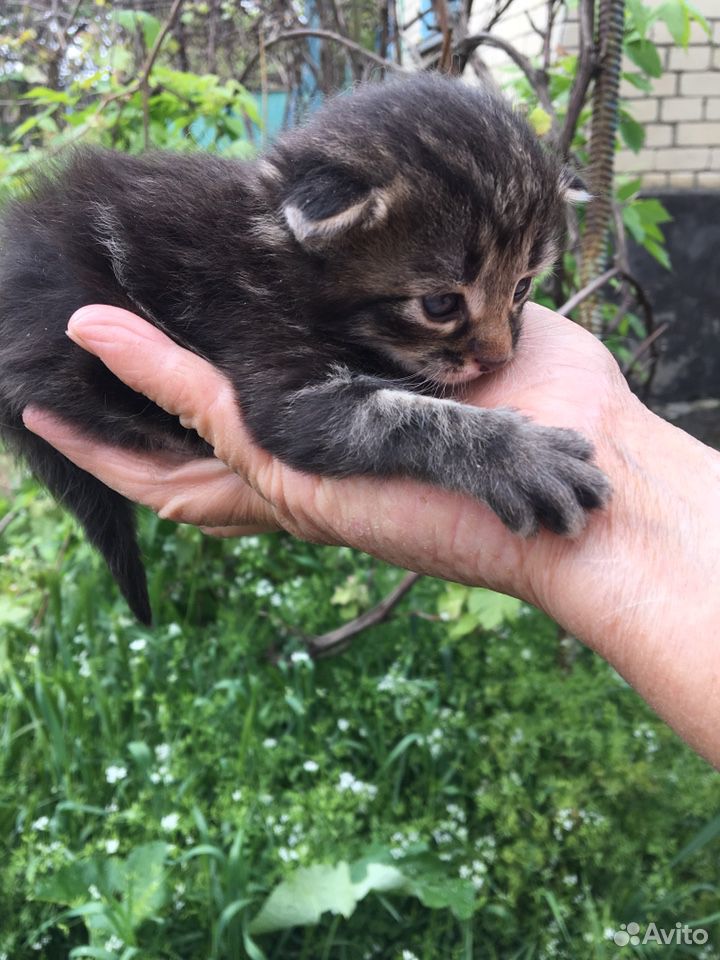 Котята