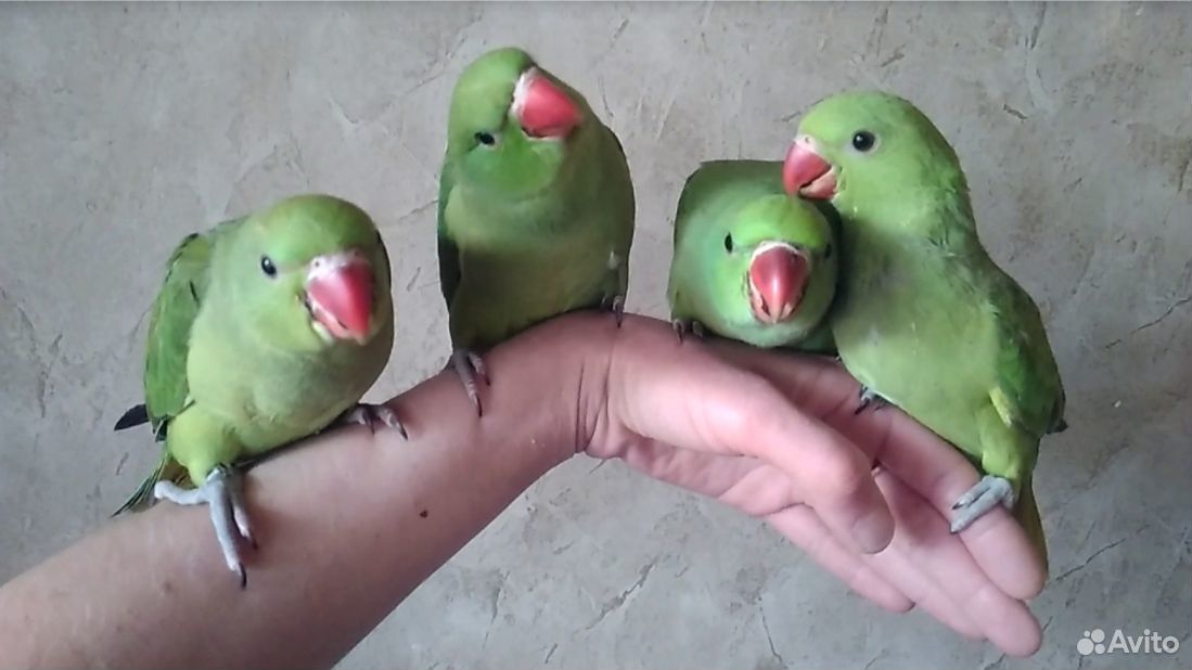 Ожереловые попугаи