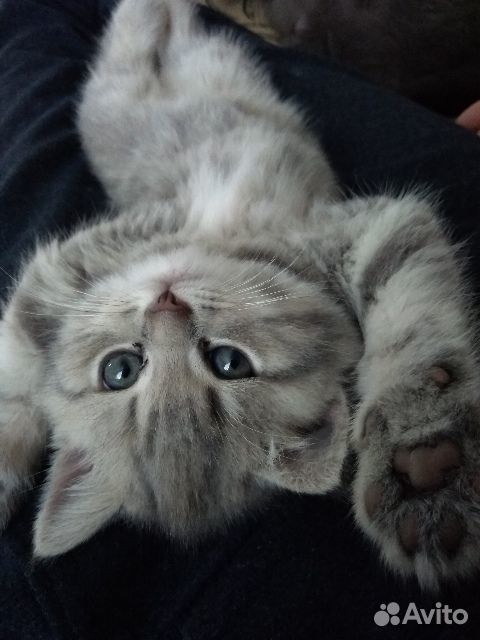 Шотландцы котята