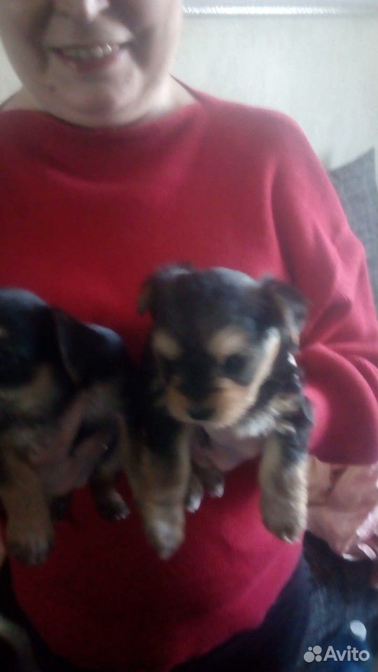 Щенки йорика и чихи