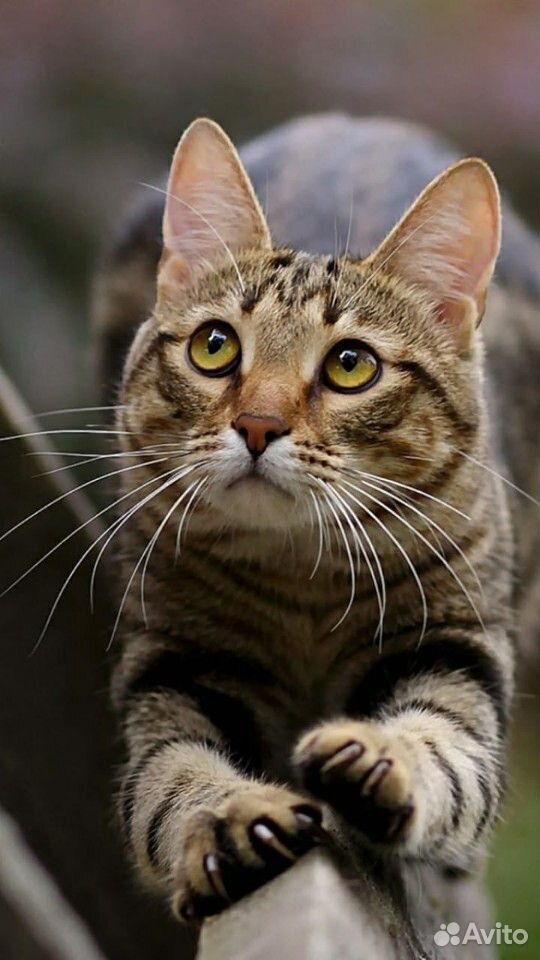 Котенок подросток в дар