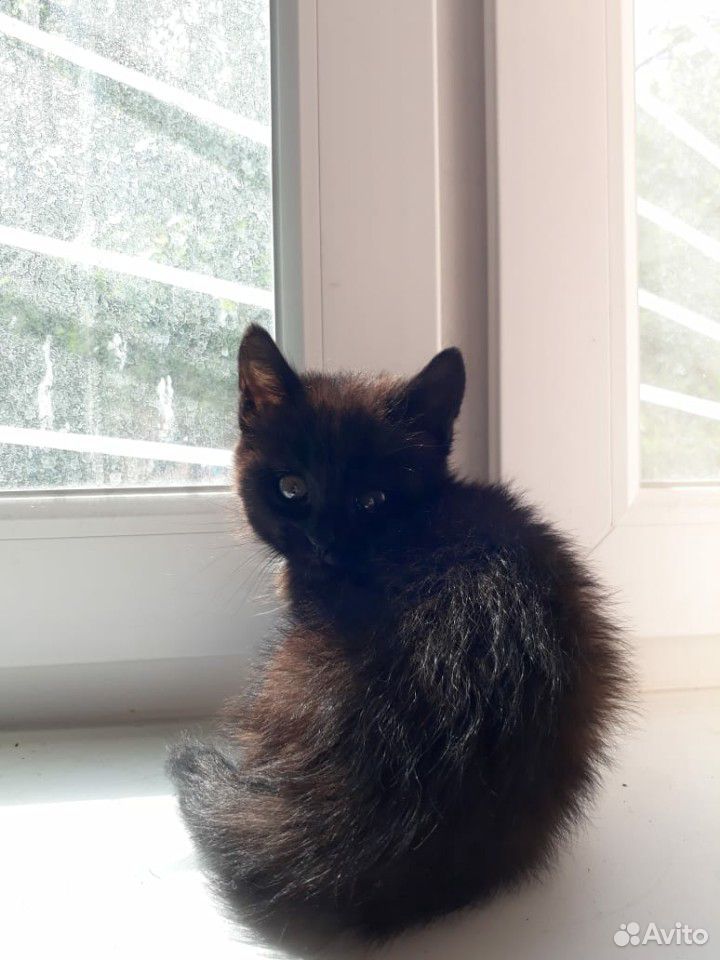 Кошечка
