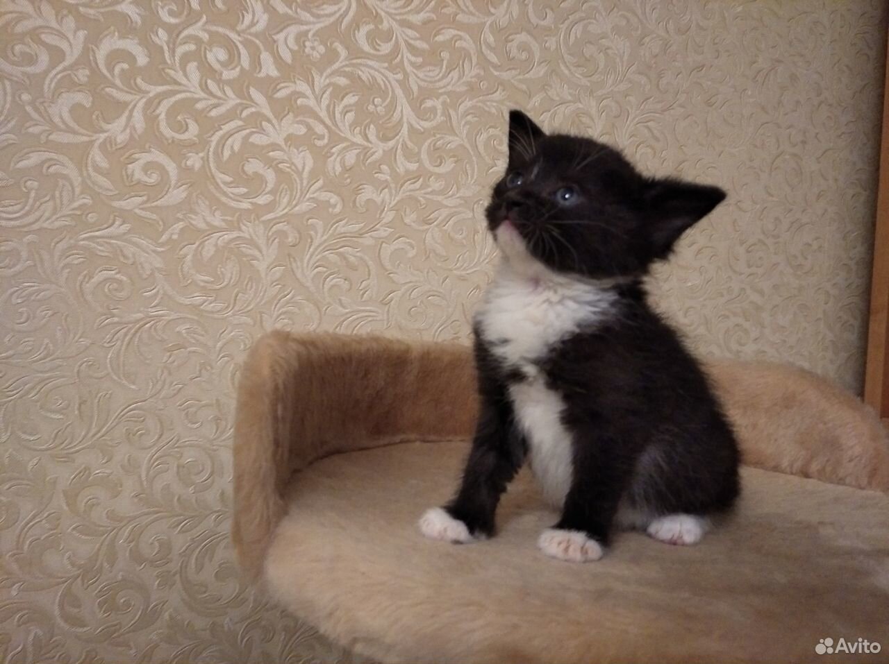 Котенок в добрые руки