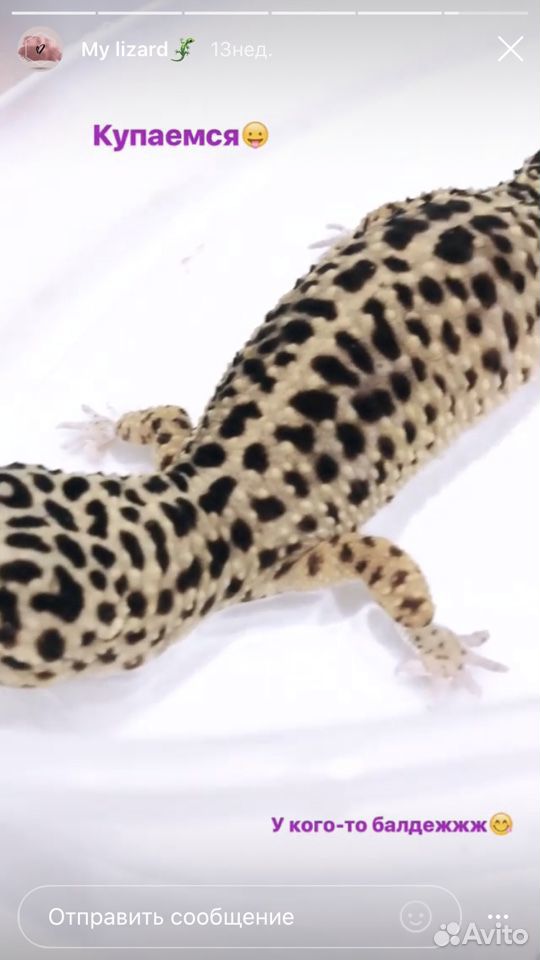 Ящерица Эублефар домашняя