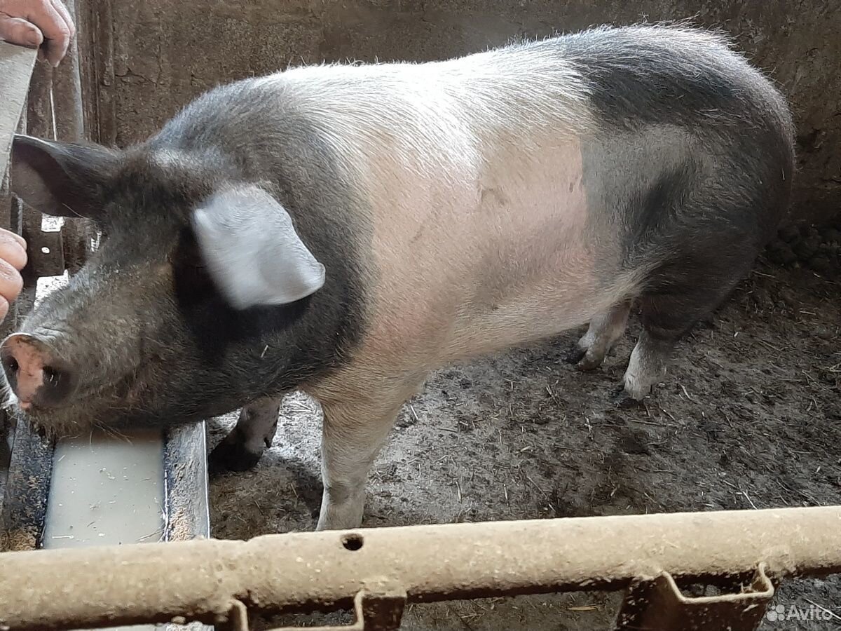 Продается кабанчик