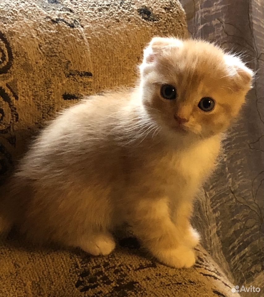 Рыжий вислоухий котёнок