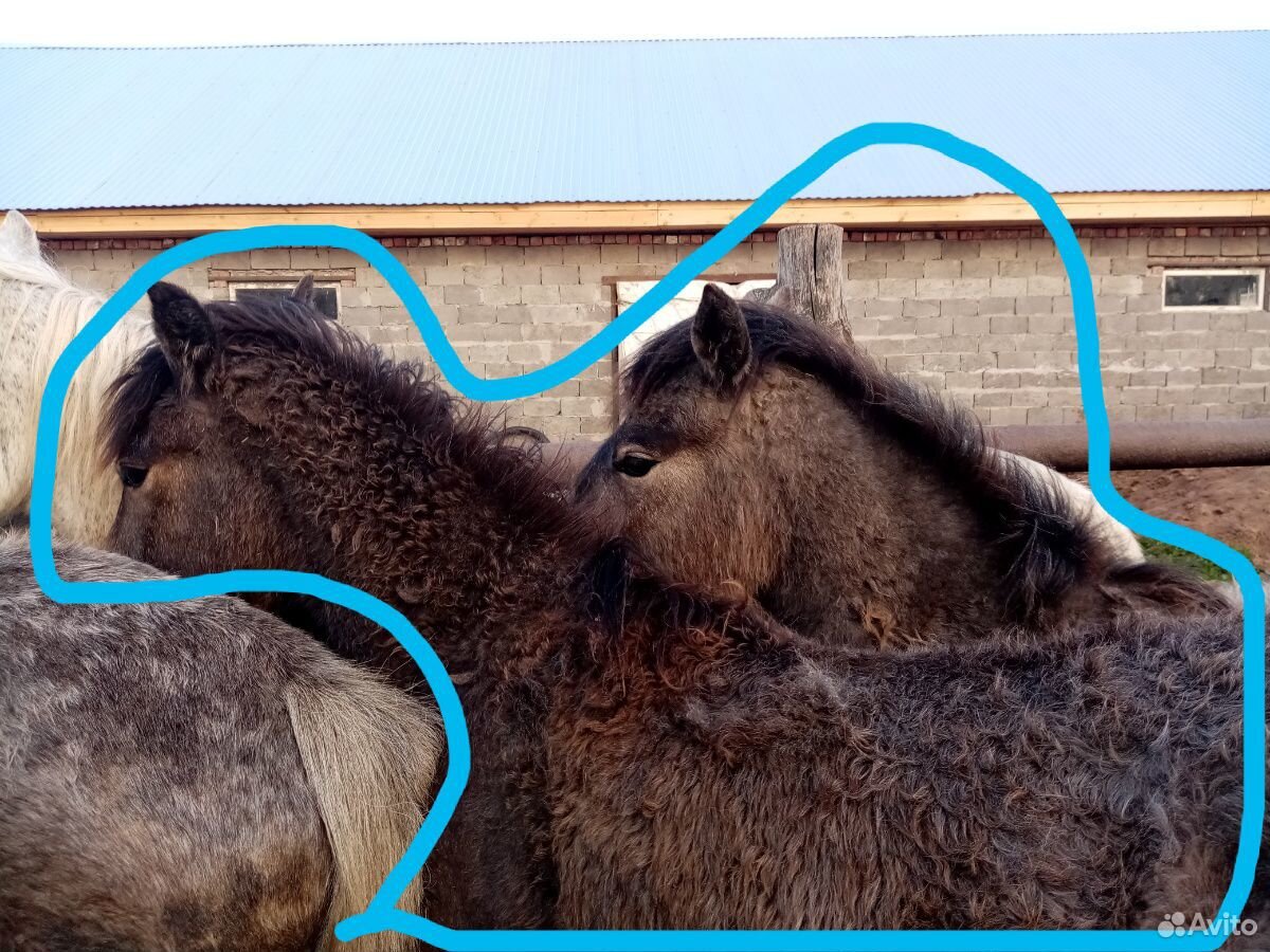 Обмен на годовалого быка на племя