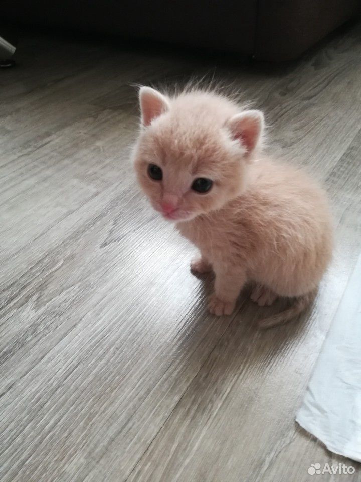 Котенок