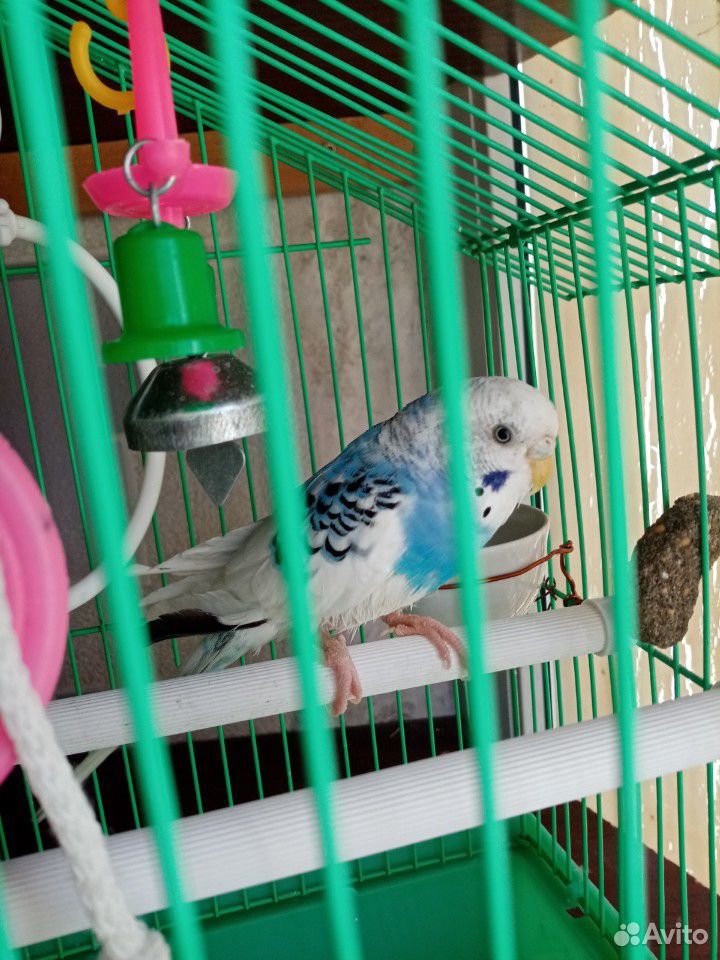 Волнистый попугай. продам или обменяю