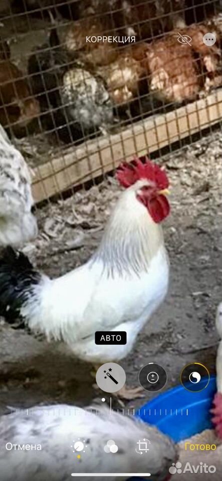 Куры Несушки,Петушки,Утки,Индоутки