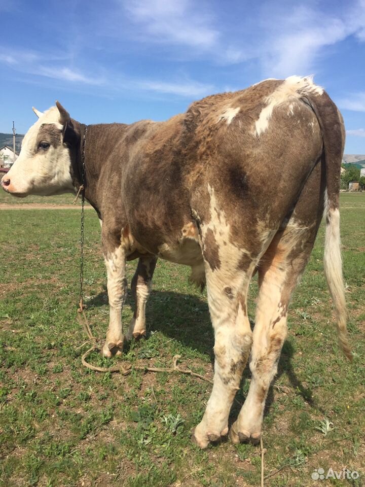 Бычки Телка