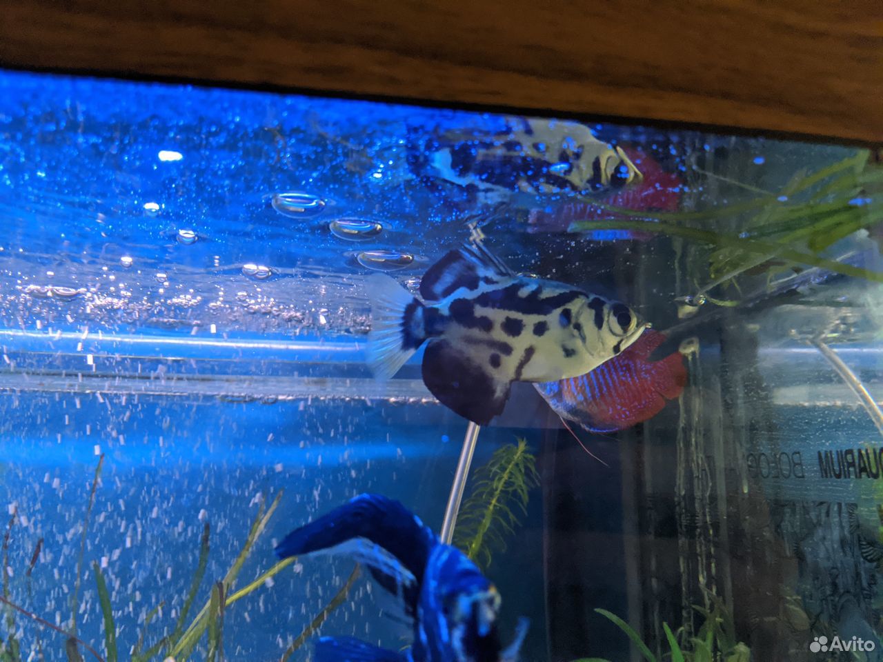 Брызгун золотой