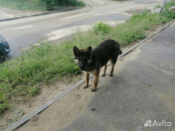 Отдаем в добрые руки метиса овчарки