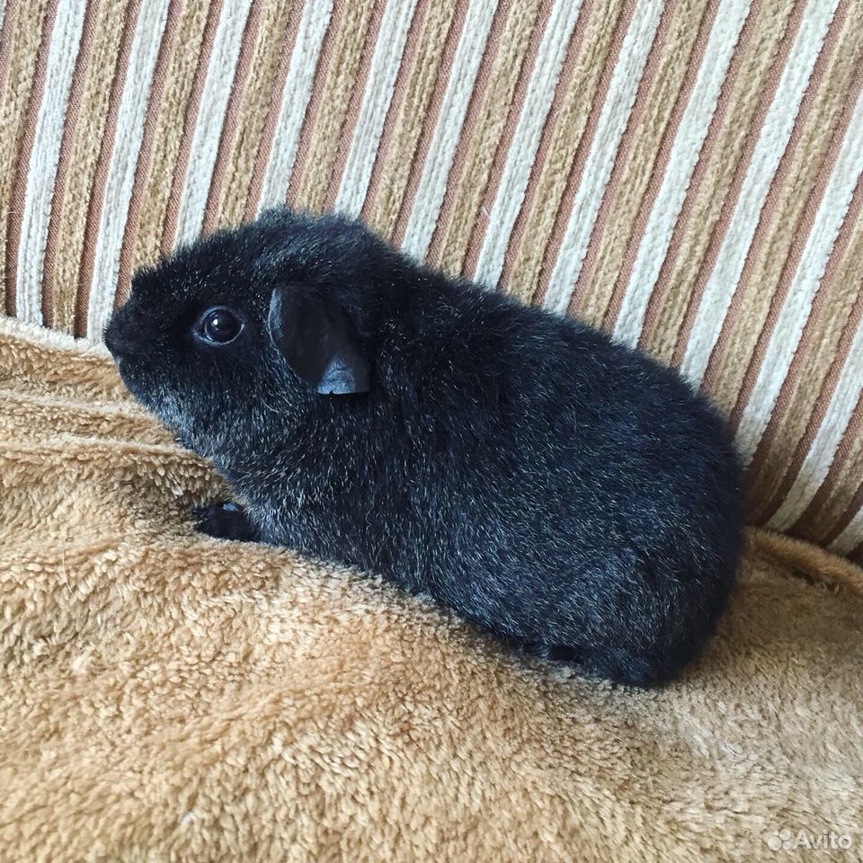 Морская свинка