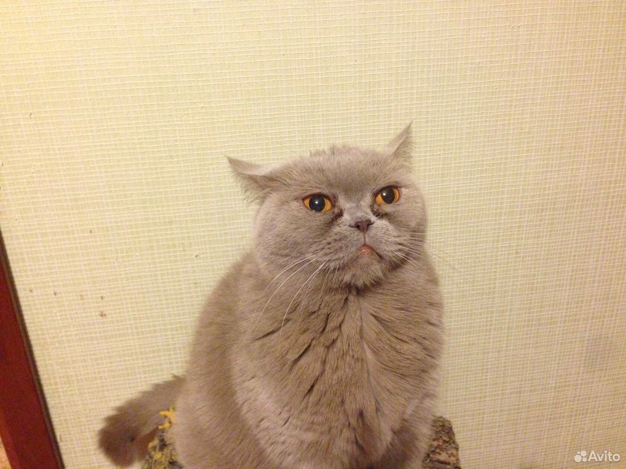 Шотландская
