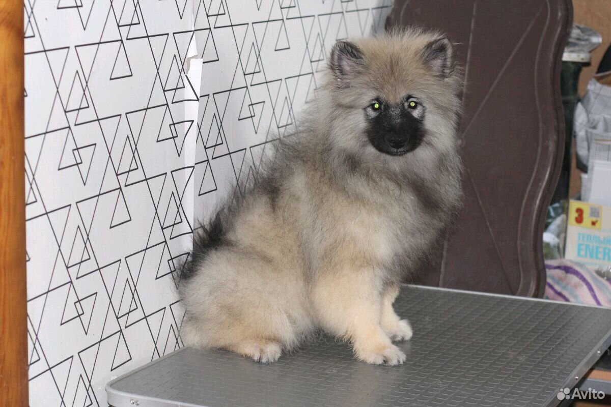 Пушистые комочки вольфшпиц/кеесхонд