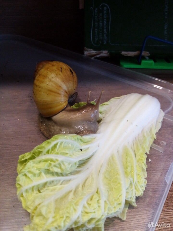 Отдадим ахатина (улитку)