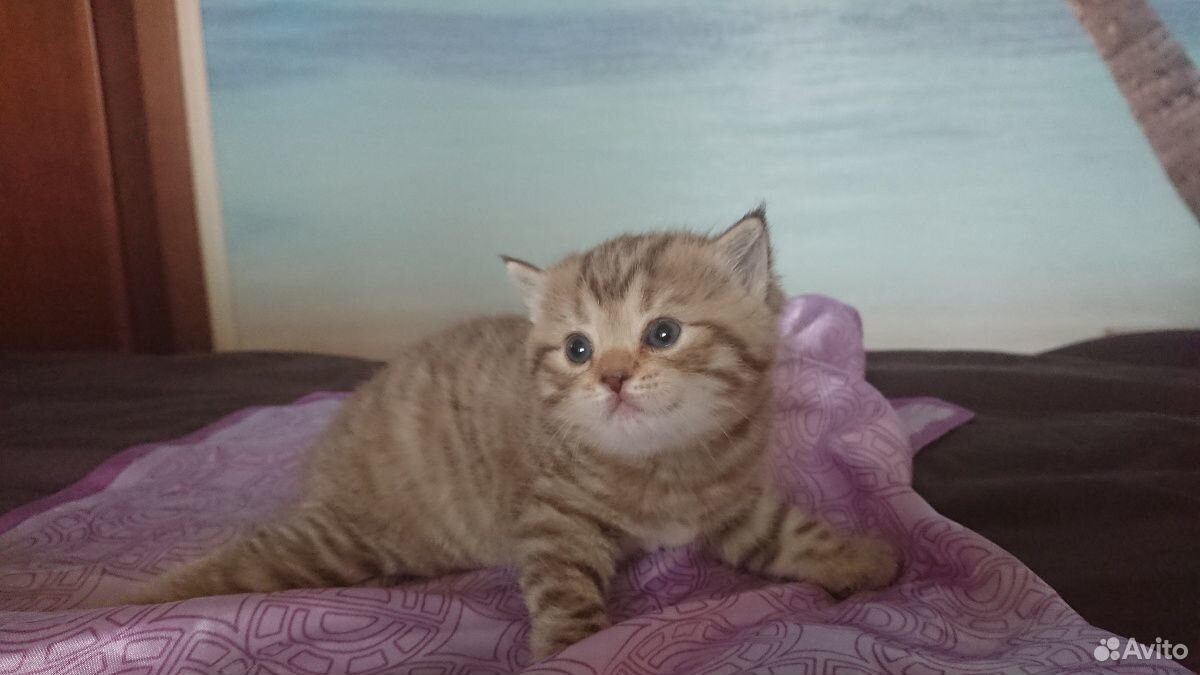 Продам Британскую кошечку