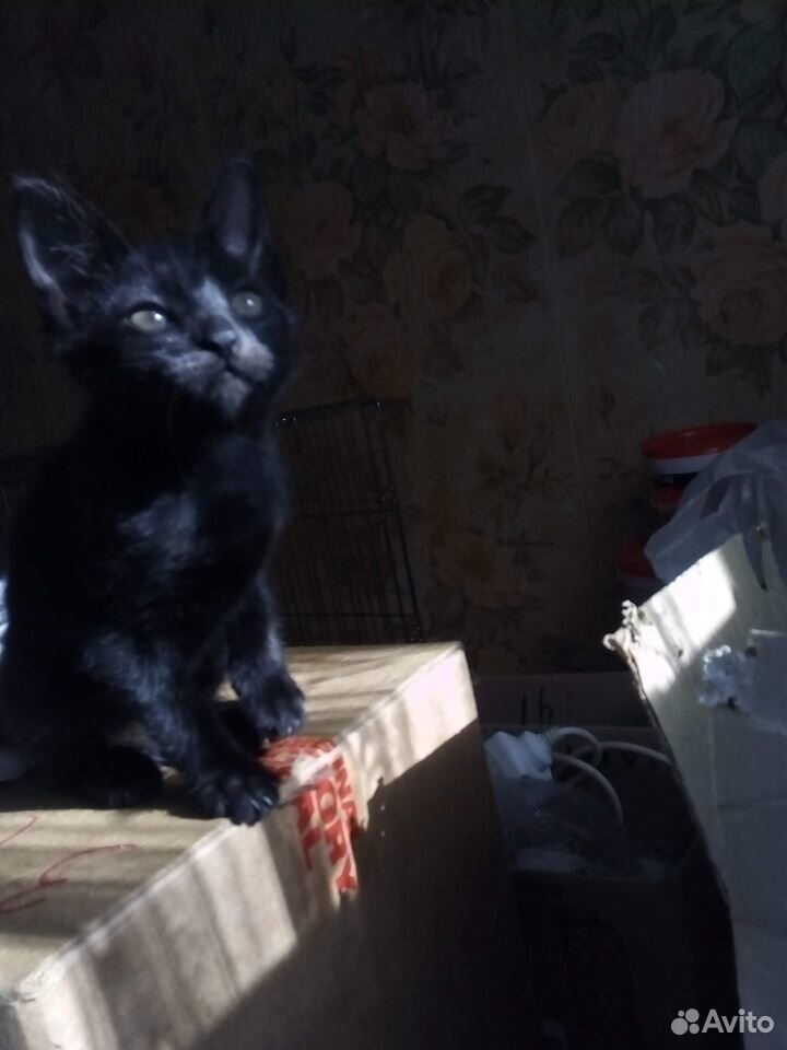 Котенок Саманта ищет дом