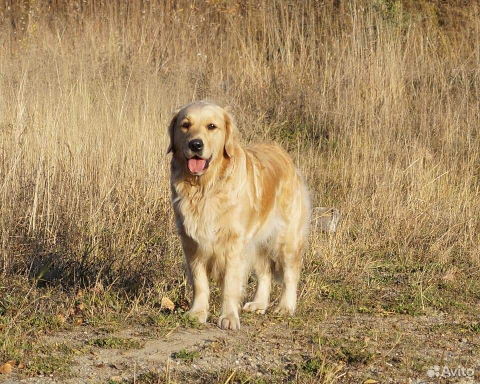 Яркие золотки