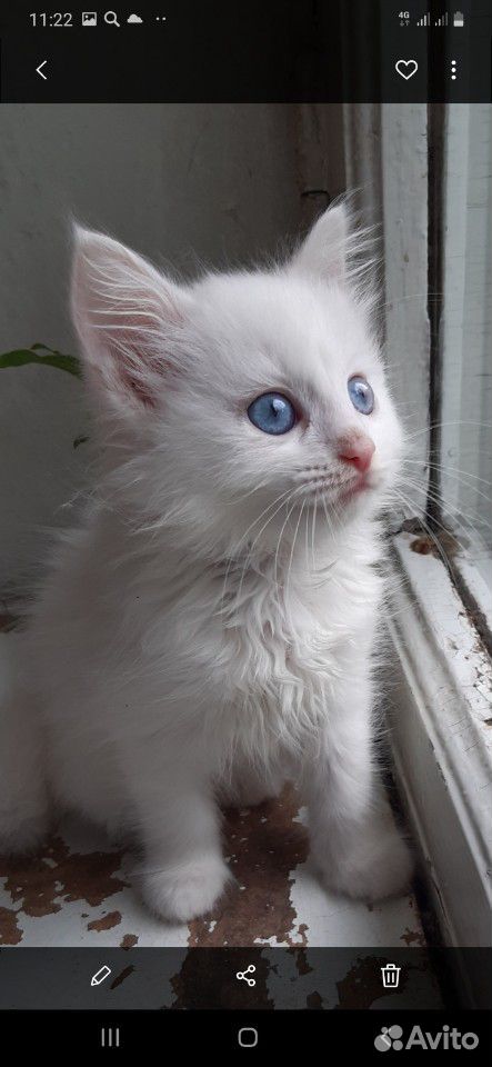 Котята