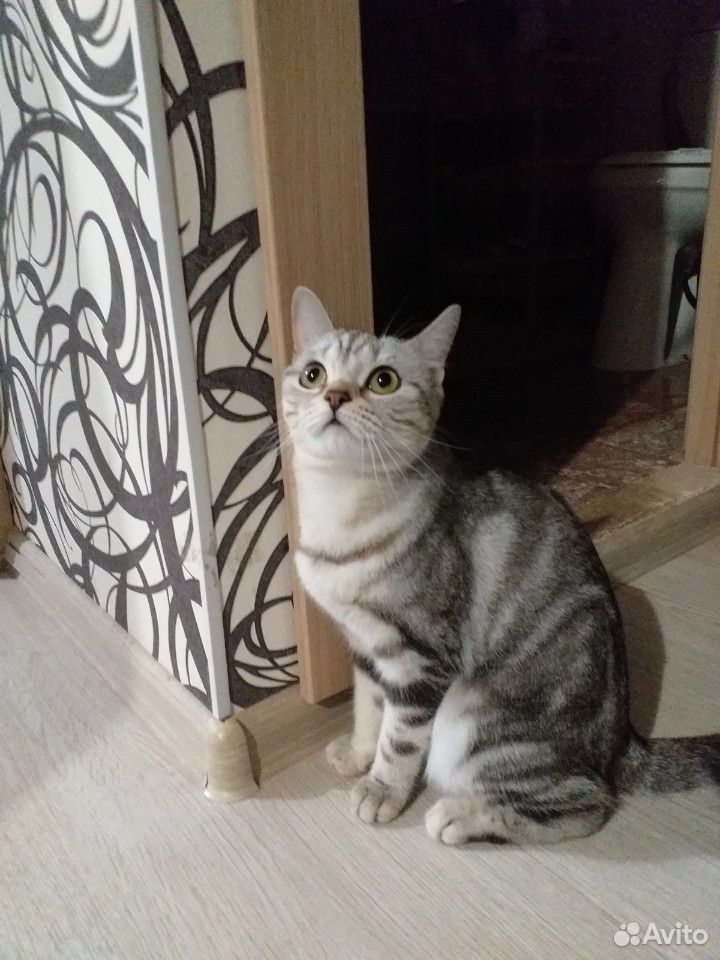 Британская