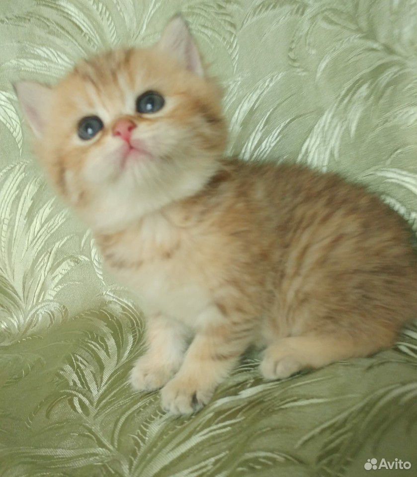 Британские золотые шиншиллы