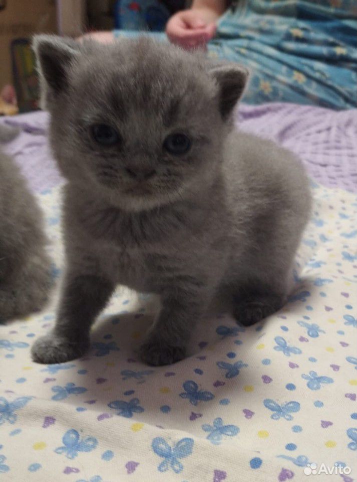 Продам чистокровных Шотландских котят