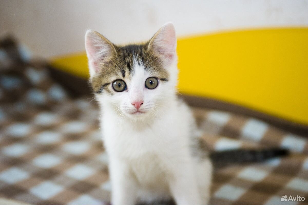 Котенок Мурзик ищет дом