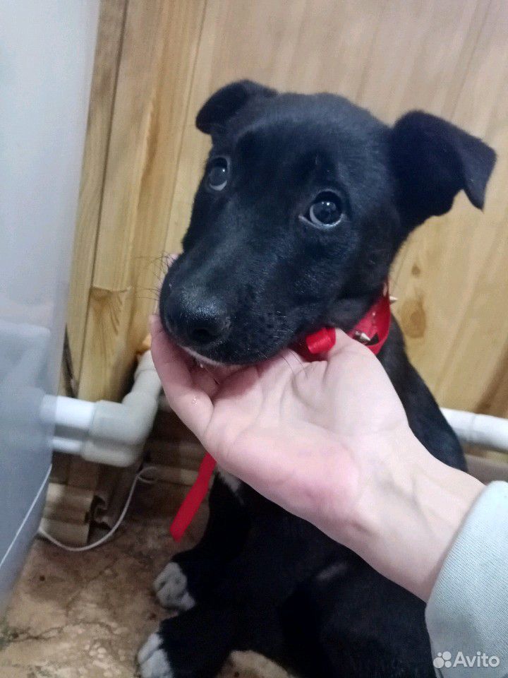 Шанечка ищет Семью