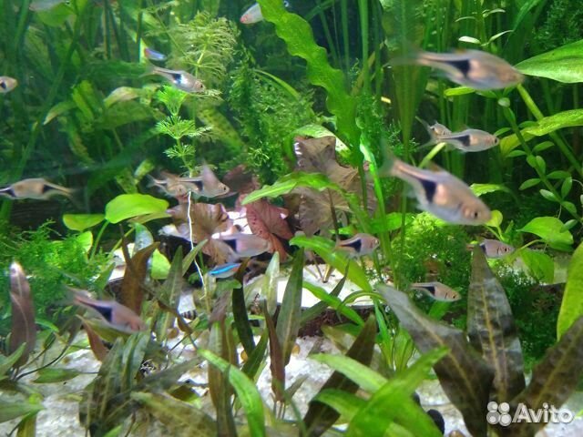 Расбора клиновидная (гетероморфа)