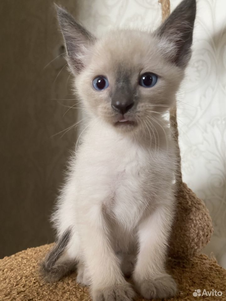 Котята сфинксы
