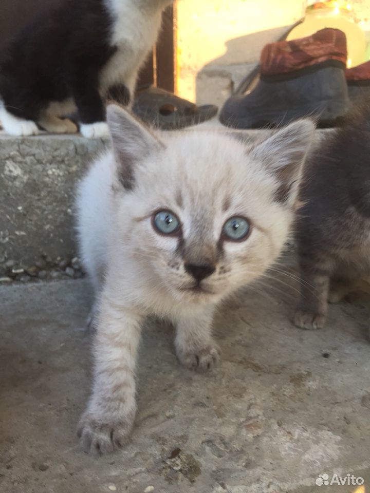 Кошка