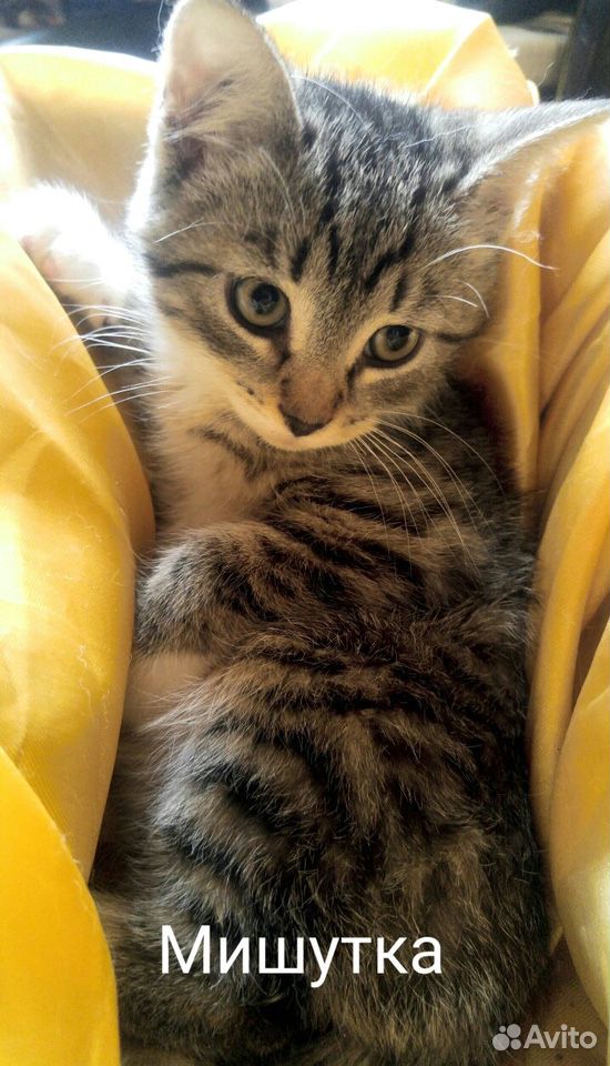 Котёнок в добрые руки