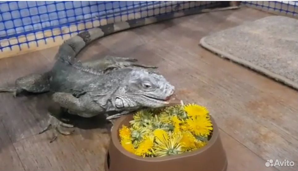 Животное мальчик