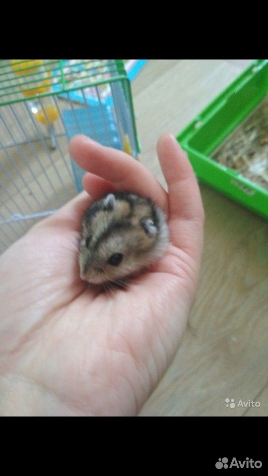 Джунгарский хомяк