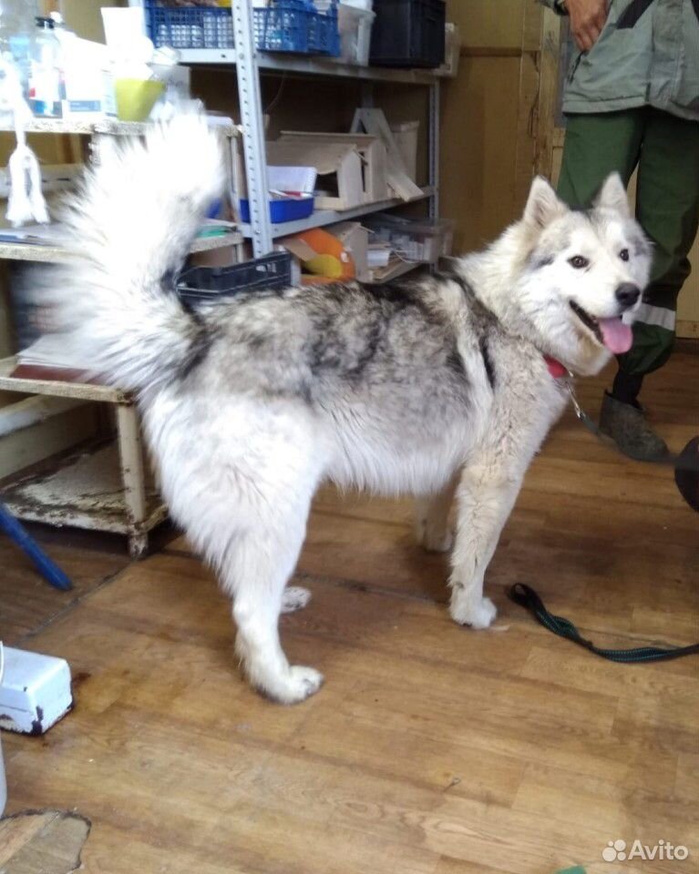 Красавец маламут ищет дом