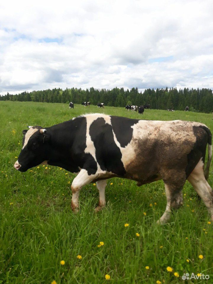 Бык-производитель