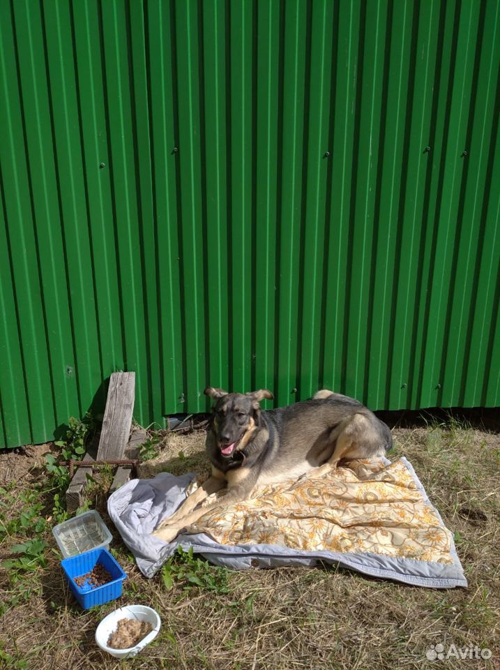 Отдадим собаку в хорошие руки, очень умная и послу