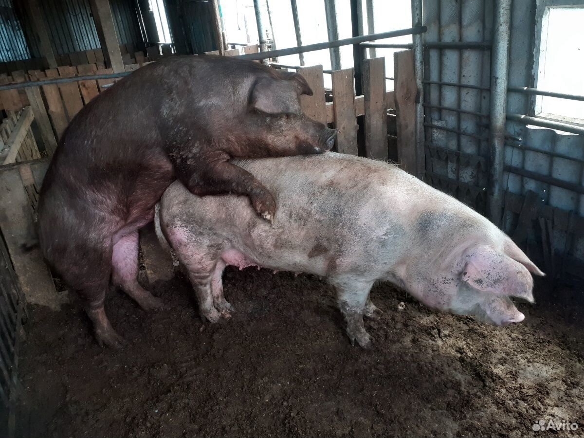 Свиньи на племя