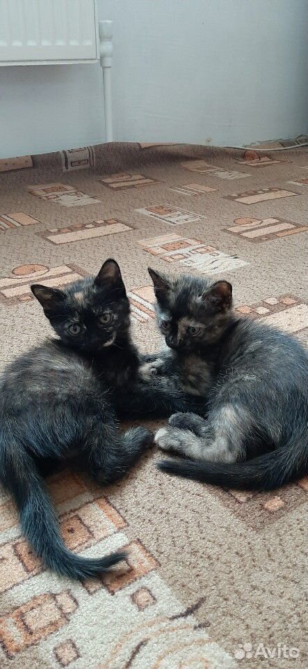 Котята отдам в добрые хорошие руки