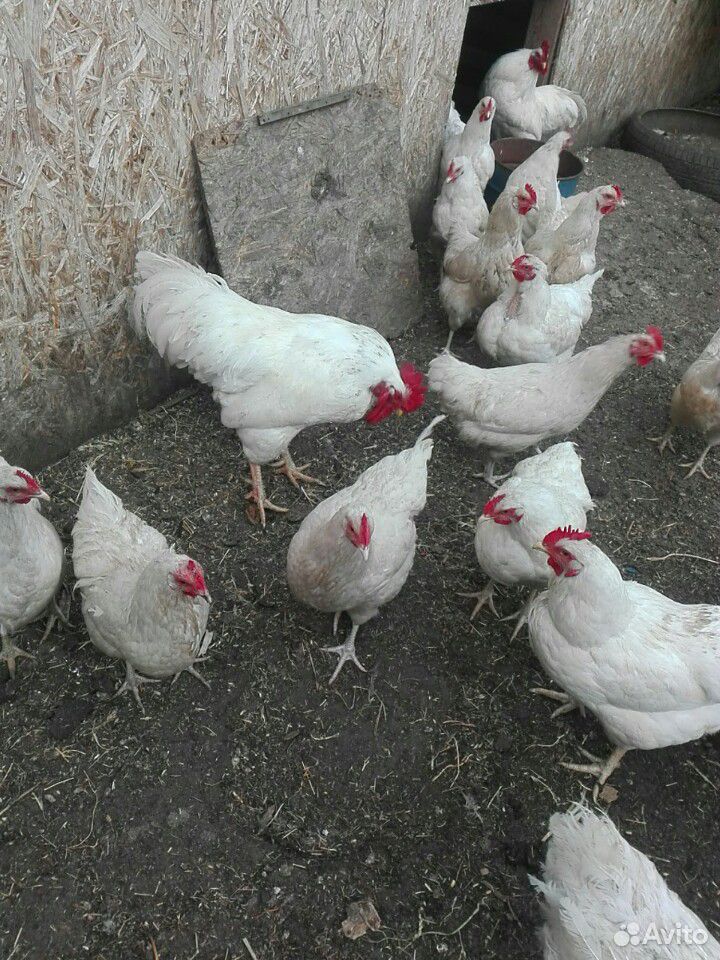 Плимутрок белый