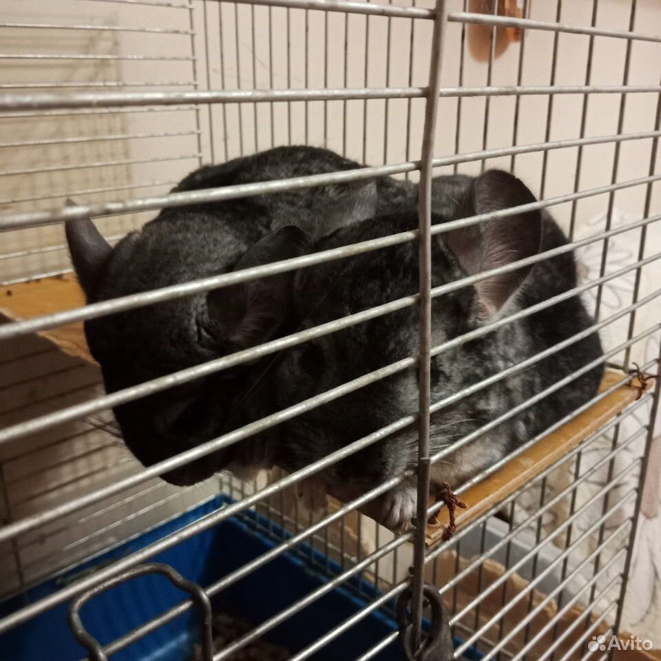 Пара шиншил