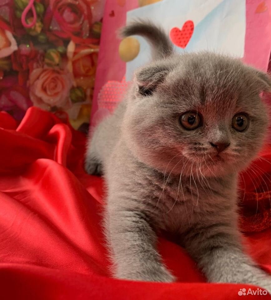 Шотландские котята