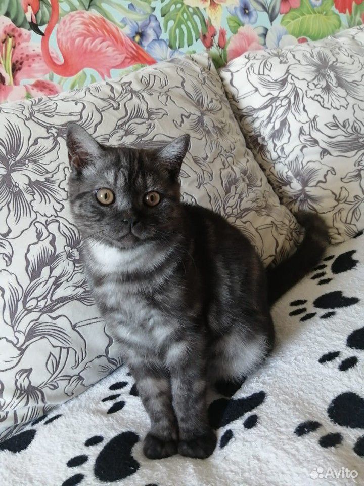 Котенок