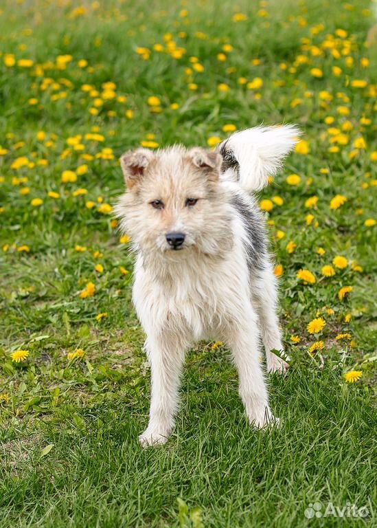 Фокстерьер Фанни в дар