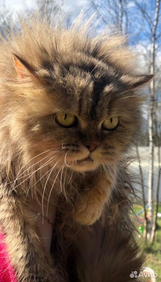 Кошка шотландская
