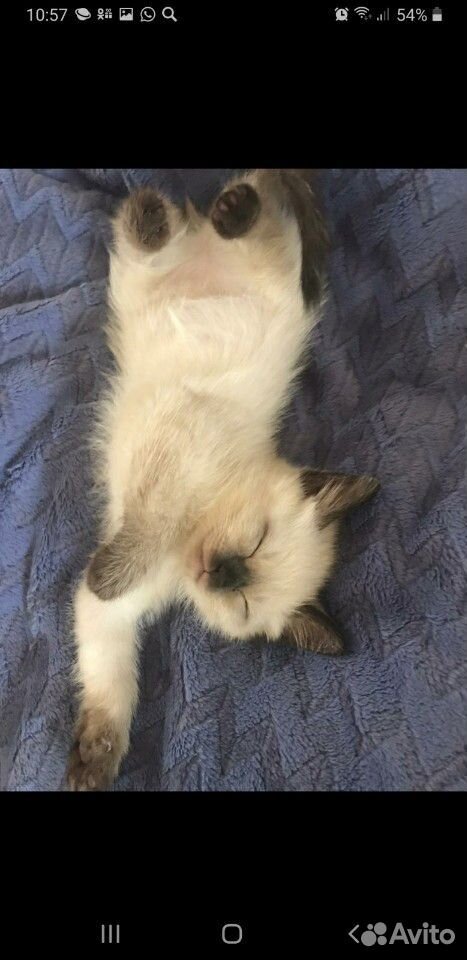 Котятки британцы