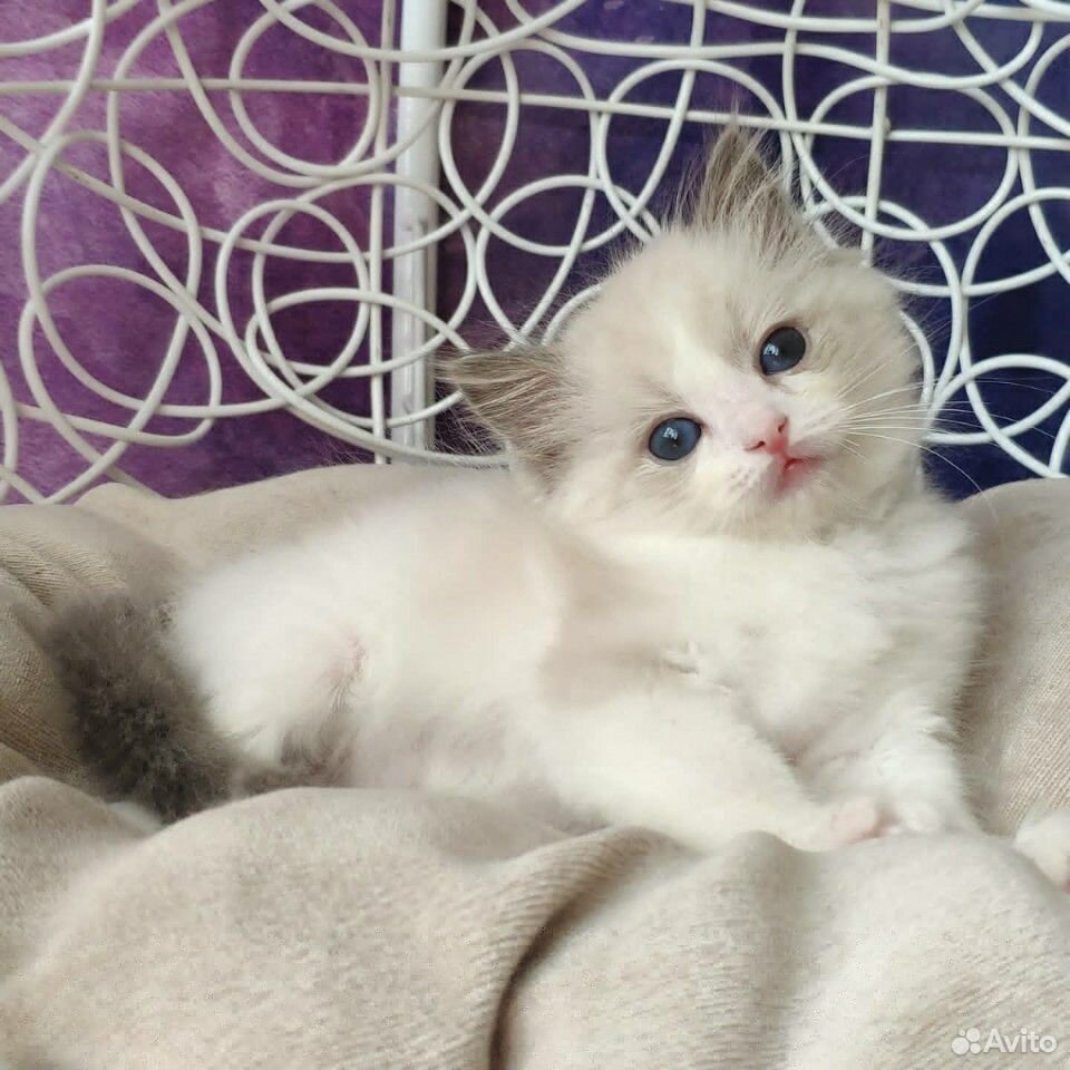 Мальчик, рэгдолл, Yan, 2 месяца