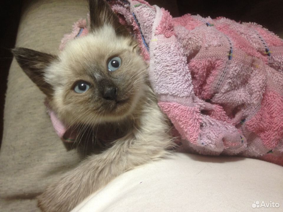 Котенок в масочке (антиковидовский)